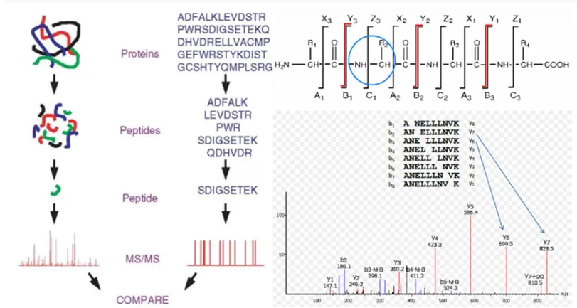 A Guide to Protein Database Selection