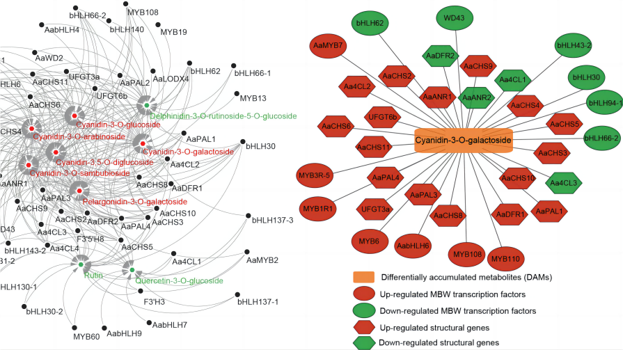 A Comprehensive Guide To Correlation Network Graphs