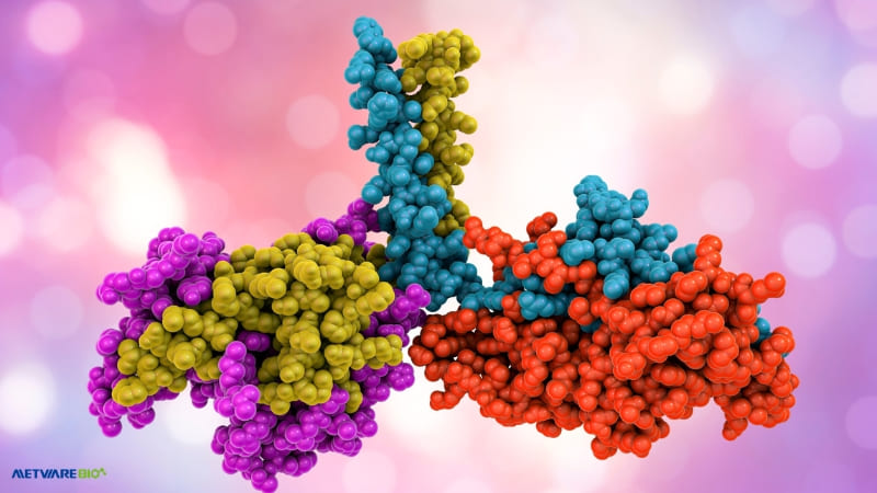 DIA Proteomics vs DDA Proteomics: A Comprehensive Comparison