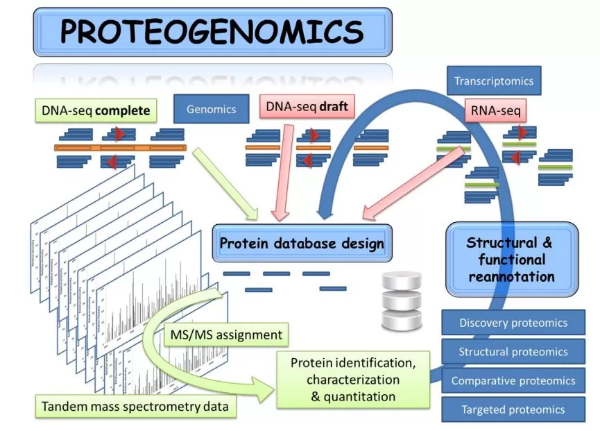 Unlocking Proteogenomics: Bridging Genomics and Proteomics - MetwareBio