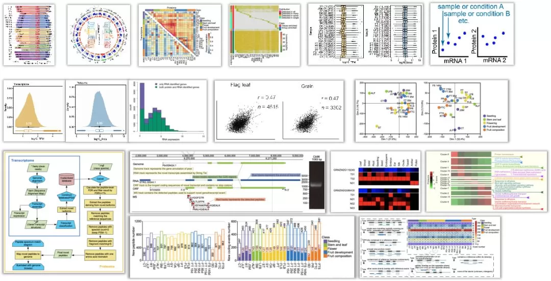 Unlocking Proteogenomics: Bridging Genomics and Proteomics - MetwareBio
