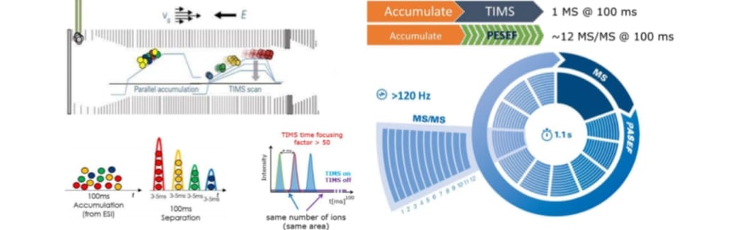 DDA Quantitative Proteomics - MetwareBio