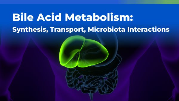 Understanding Bile Acid Metabolism - MetwareBio