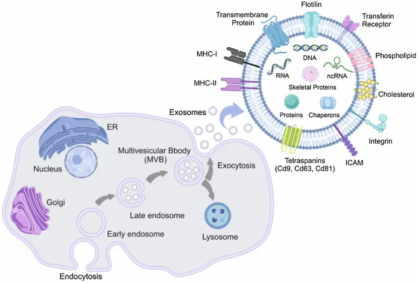 Unveiling Exosomes: Tiny Messengers with Big Proteomic Secrets - MetwareBio