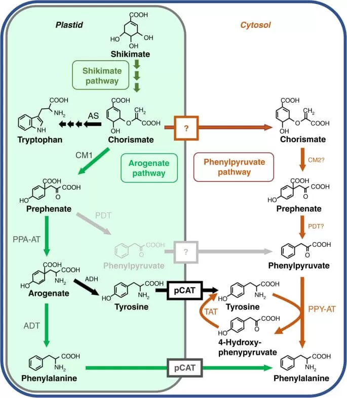 Phenylalanine: Essential Roles, Metabolism, and Health Impacts - MetwareBio