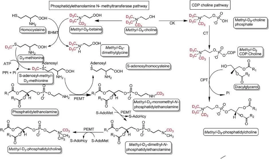 Phosphatidylcholines: Unraveling the Essential Molecule - MetwareBio