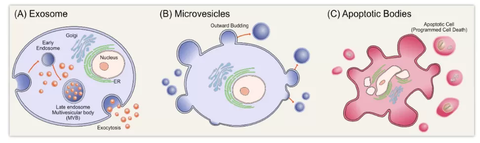 Unveiling Exosomes: Tiny Messengers with Big Proteomic Secrets - MetwareBio