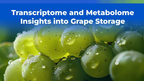 Transcriptome and Metabolome Insights into Grape Storage - MetwareBio