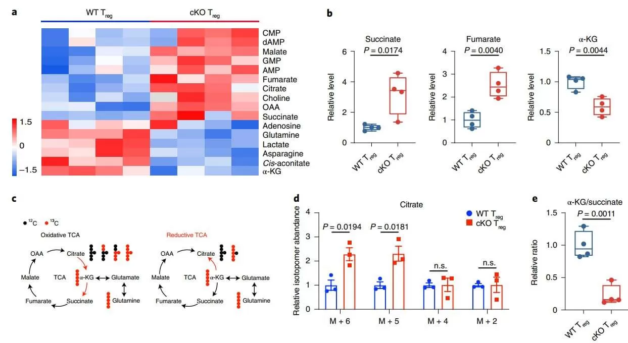 Non-oxidative pentose phosphate pathway controls regulatory T cell ...