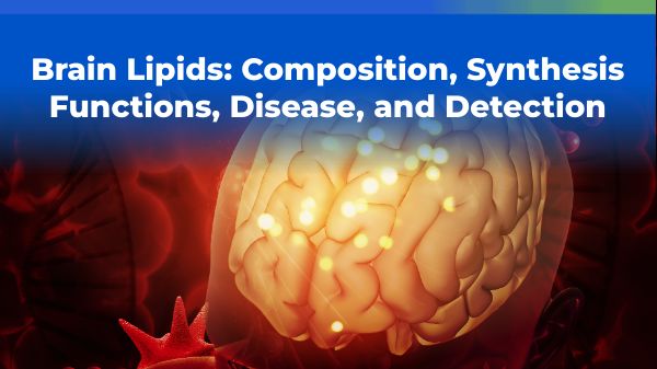 Exploring Brain Lipids: Composition, Synthesis, Functions, Disease Connections, and Detection ...