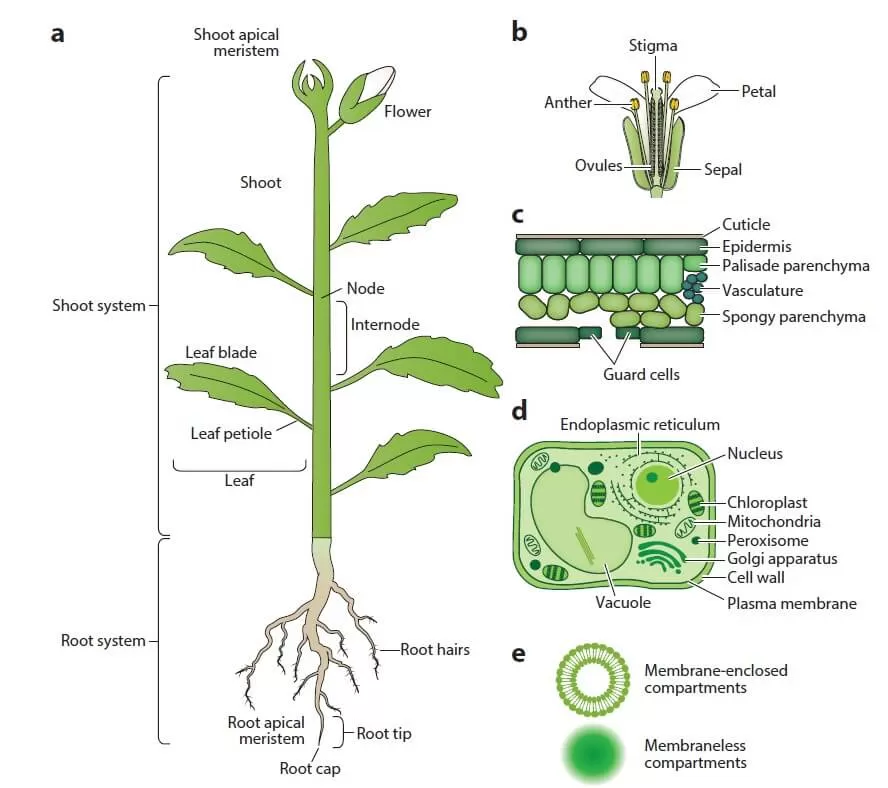 Key Methods in Plant Proteomics: Protein Extraction Techniques - MetwareBio