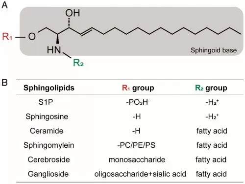 Sphingolipids in Focus: Exploring Their Impact on Neurodegeneration and ...