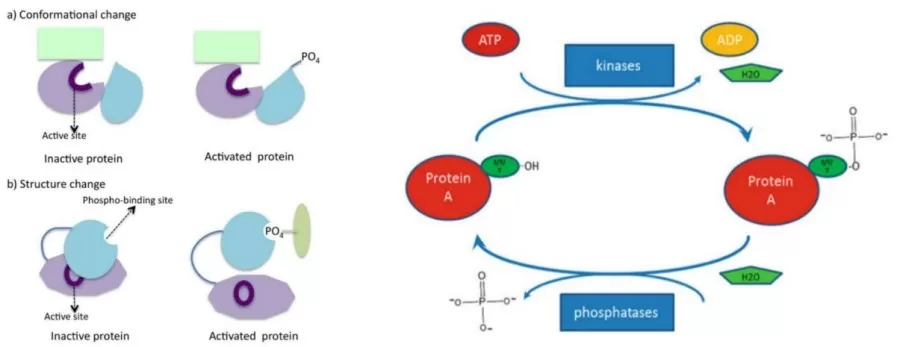 Phosphoproteomics in Action: Strategies for Investigating Protein ...