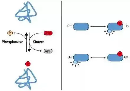 What is Phosphoproteomics: Decoding the Protein Phosphorylation ...