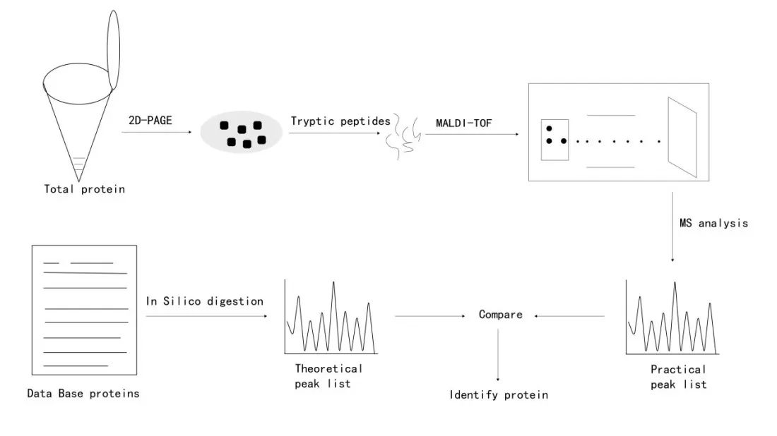 From Data to Discovery: Protein Identification and Quantification in MS ...