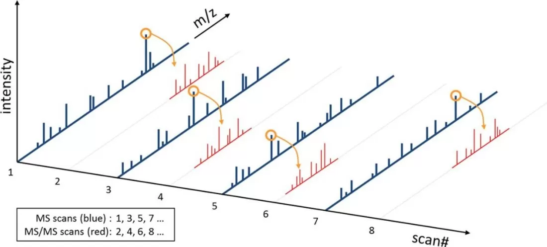 From Data to Discovery: Protein Identification and Quantification in MS ...