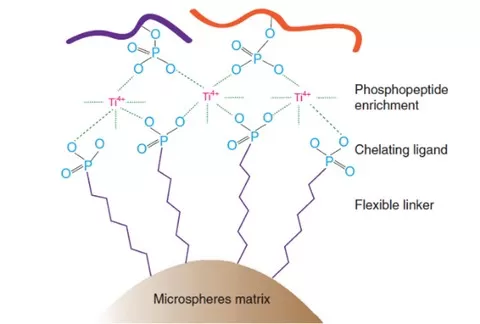Phosphoproteomics in Action: Strategies for Investigating Protein ...