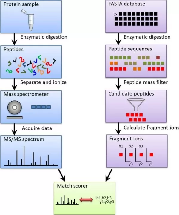 From Data to Discovery: Protein Identification and Quantification in MS ...