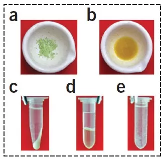 Key Methods in Plant Proteomics: Protein Extraction Techniques - MetwareBio
