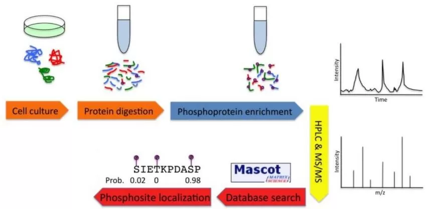 Phosphoproteomics in Action: Strategies for Investigating Protein ...