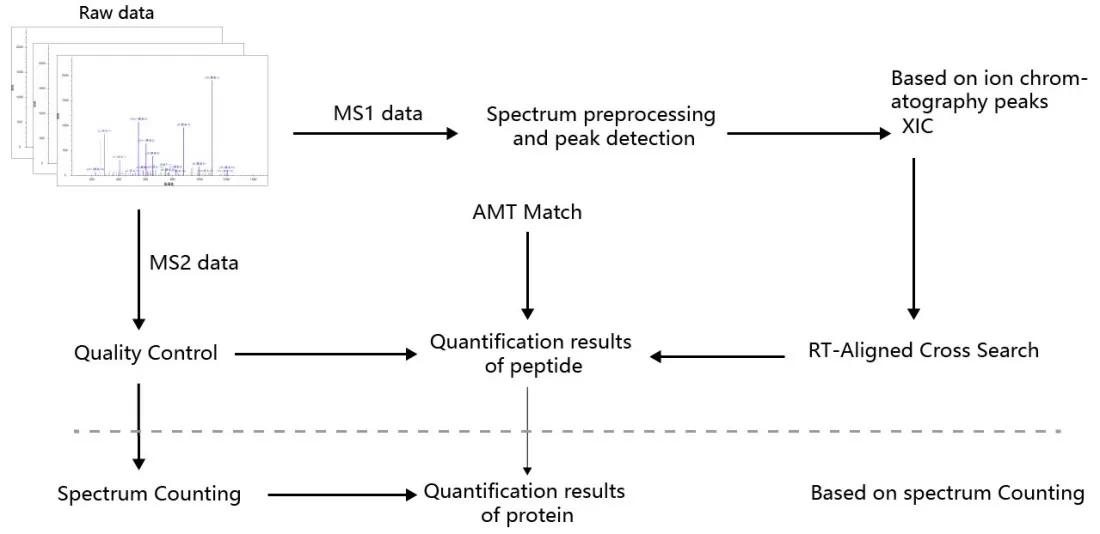 From Data to Discovery: Protein Identification and Quantification in MS ...