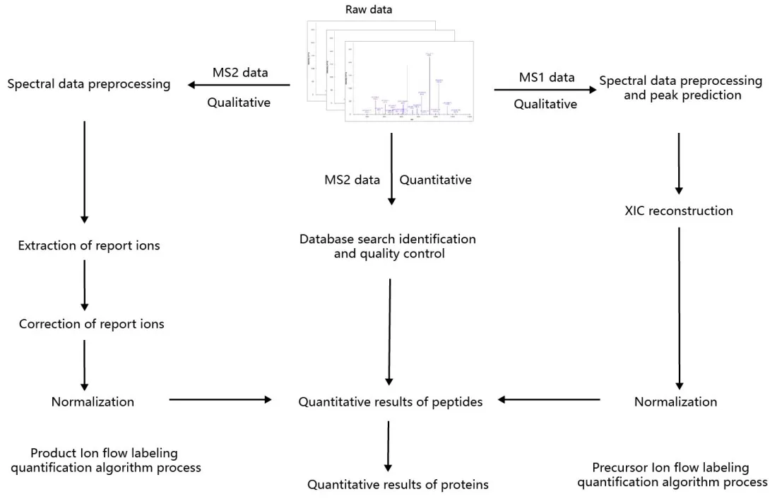 From Data to Discovery: Protein Identification and Quantification in MS ...