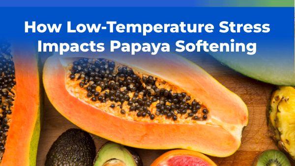How Low-Temperature Stress Impacts Papaya Softening: Transcriptomic and ...