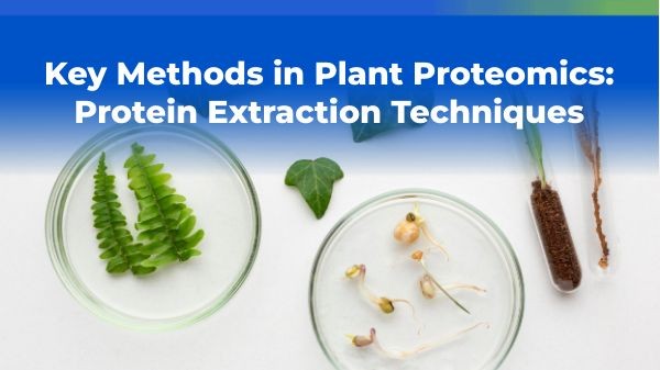 Key Methods in Plant Proteomics: Protein Extraction Techniques - MetwareBio