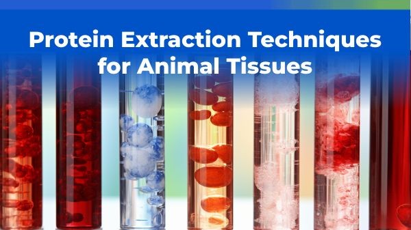 Key Methods in Proteomics: Protein Extraction Techniques for Animal ...