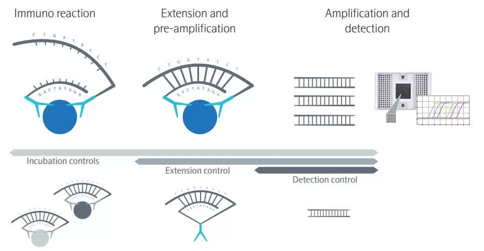 Olink Proteomics Explained: Principles, Advantages, and Comparison MS ...