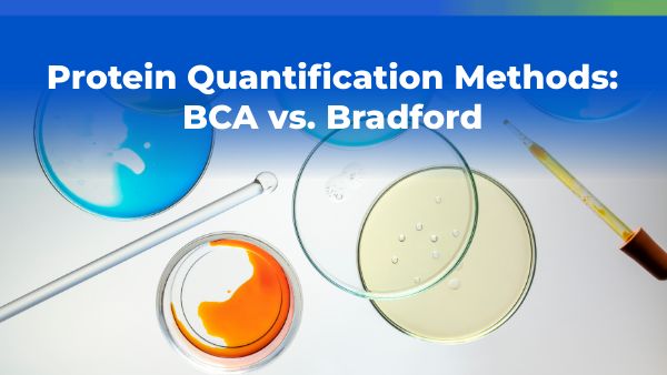 Protein Quantification Methods: BCA vs. Bradford - MetwareBio