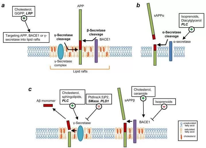 Exploring Brain Lipids: Composition, Synthesis, Functions, Disease ...