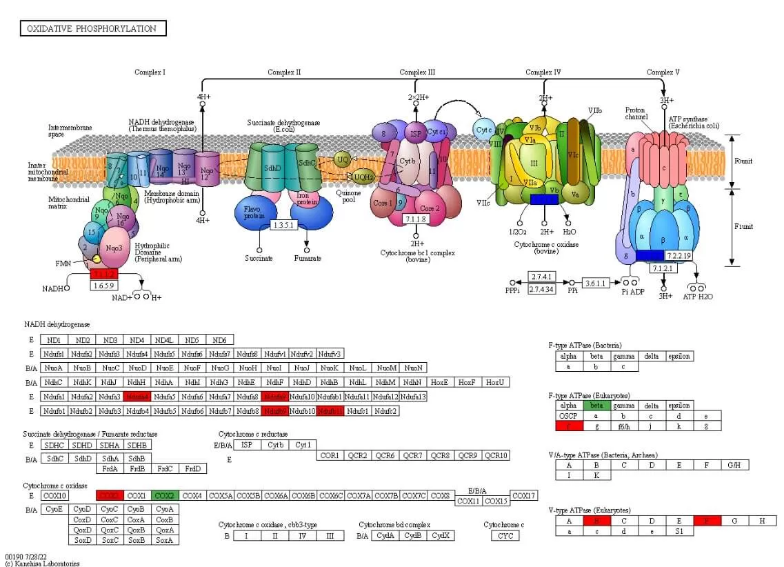 Comprehensive Guide to Basic Bioinformatics Analysis in Proteomics ...