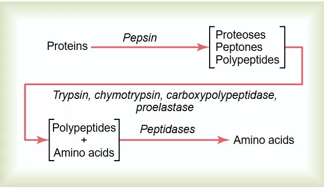 Protein Digestion Unveiled: In-Gel vs. In-Solution Techniques - MetwareBio