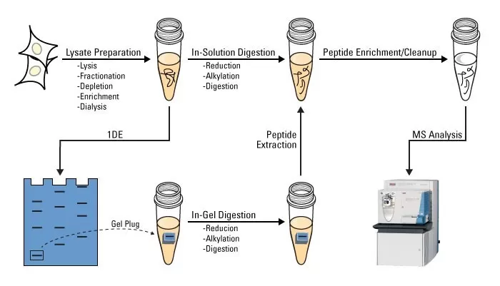 Protein Digestion Unveiled: In-Gel vs. In-Solution Techniques - MetwareBio