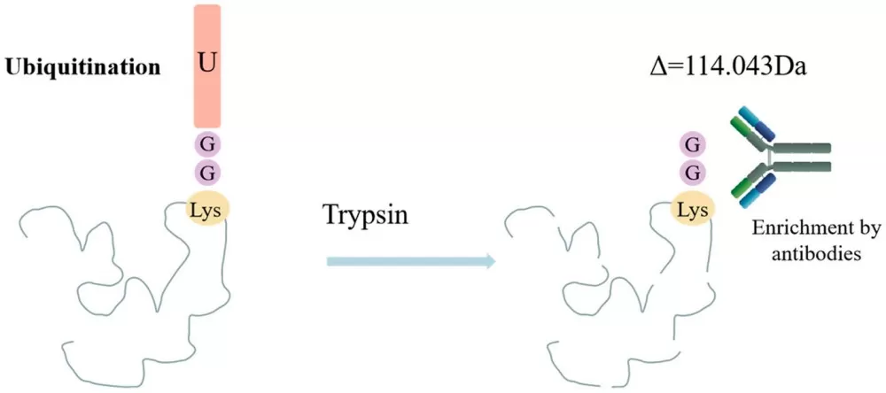 The Hidden Regulators: An In-Depth Look at Post-Translational ...