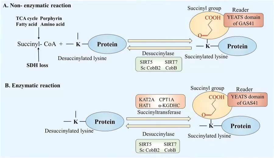 Protein Succinylation: A Key Post-Translational Modification - MetwareBio