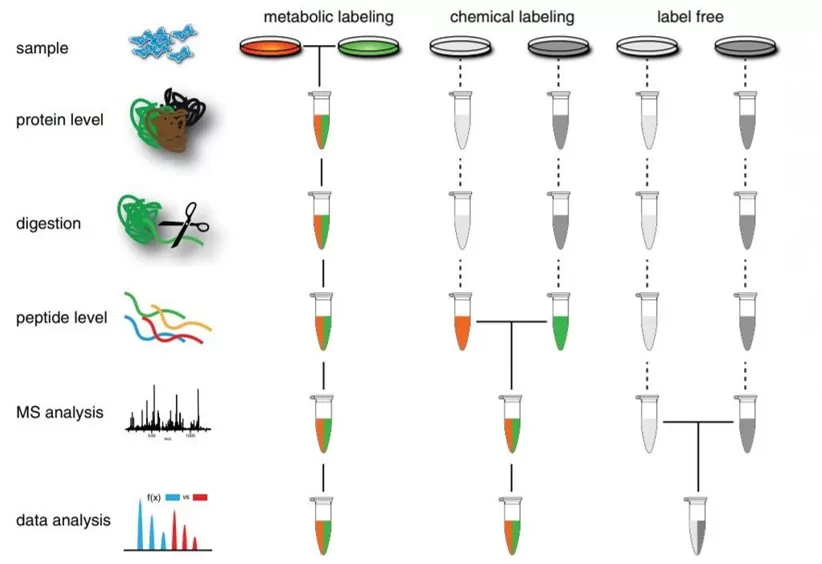 Comprehensive Guide to Proteomics Technology: Strategies, Methods ...