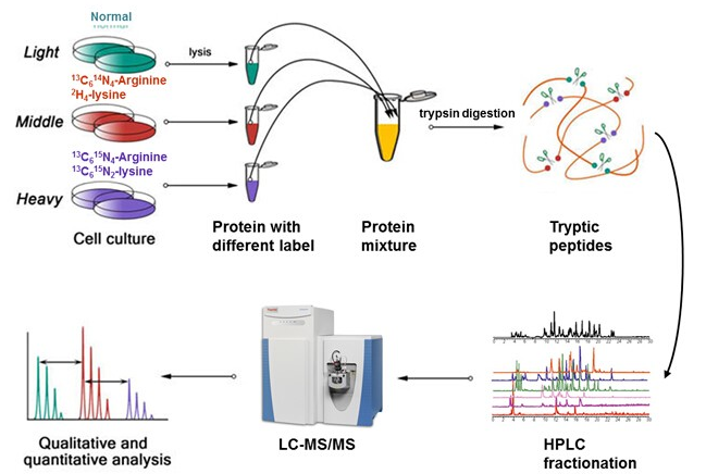 Comprehensive Guide to Proteomics Technology: Strategies, Methods ...
