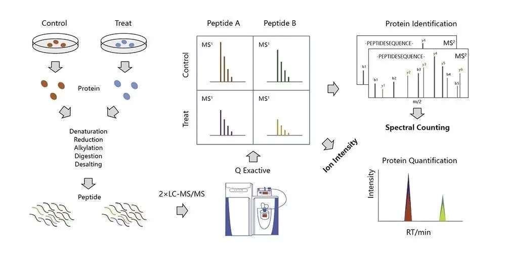 Comprehensive Guide to Proteomics Technology: Strategies, Methods ...