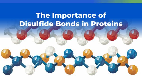 From Stability to Function: The Importance of Disulfide Bonds in ...