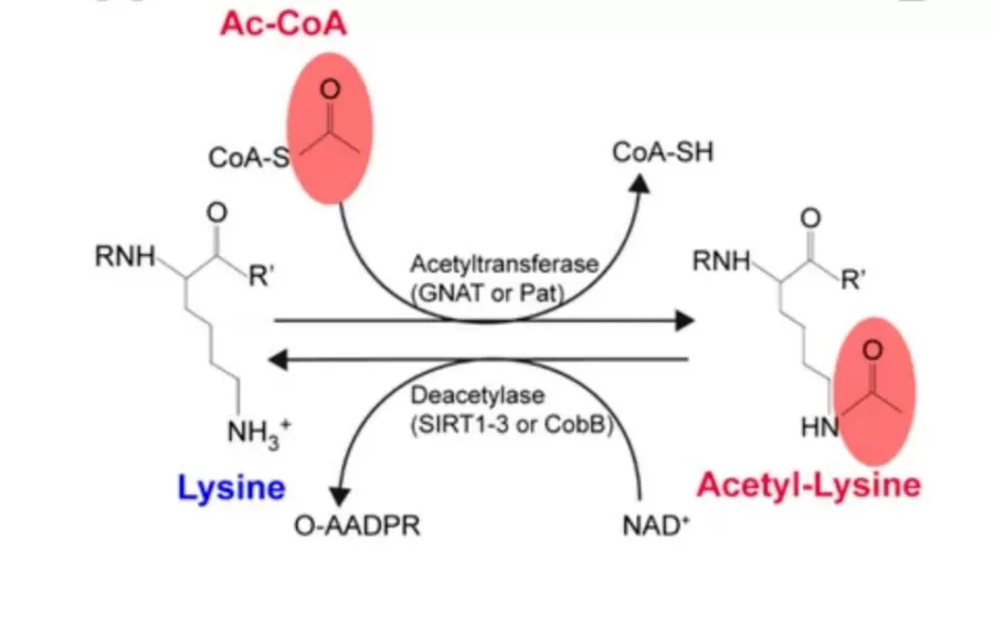 Epigenetic Modulators: How Histone Modifications Shape Gene Expression ...