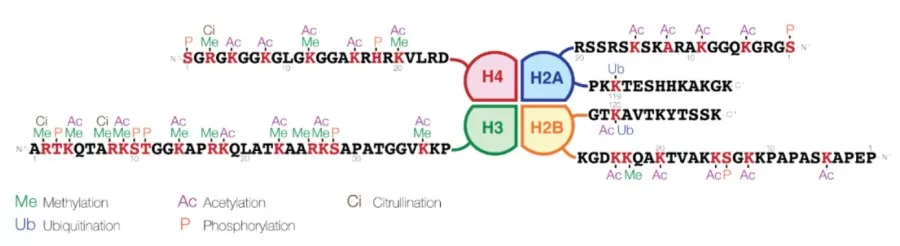 Epigenetic Modulators: How Histone Modifications Shape Gene Expression ...