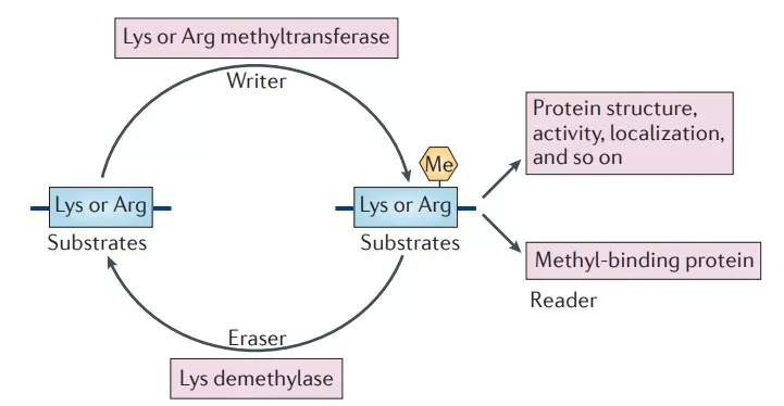 The Fine Art of Protein Methylation: Mechanisms, Impacts, and ...