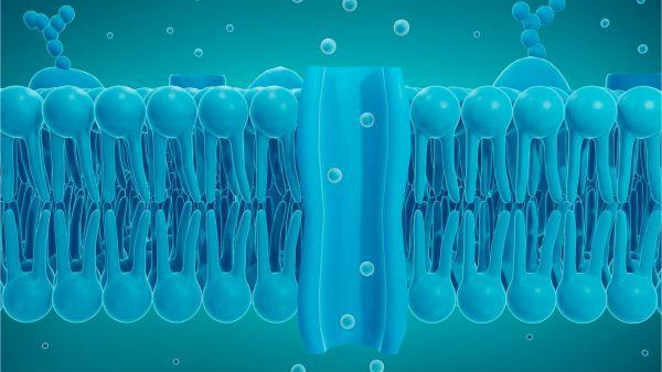 Phosphatidylserine (PS): Structure, Functions, and Detection - MetwareBio