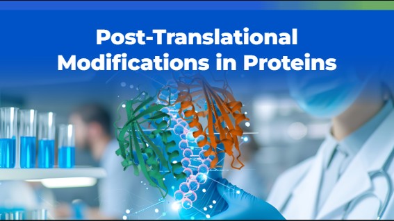The Hidden Regulators: An In-Depth Look at Post-Translational Modifications in Proteins - MetwareBio