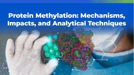 The Fine Art of Protein Methylation: Mechanisms, Impacts, and ...