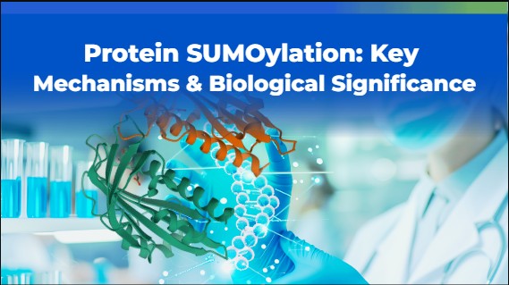 Unveiling Protein SUMOylation: Key Mechanisms and Biological ...