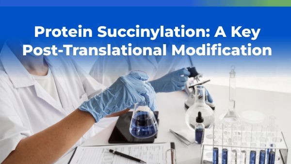 Protein Succinylation: A Key Post-Translational Modification - MetwareBio
