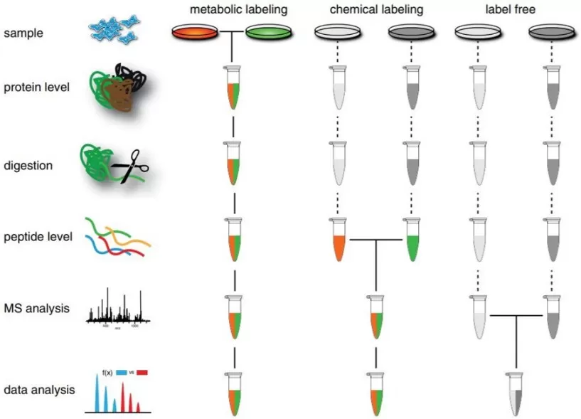 Proteomics Basics: Must-Know Questions for Beginners - MetwareBio